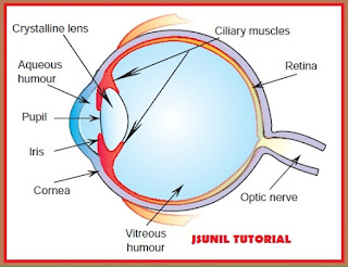 CBSE PHYSICS: X(10th) Human eyes and Colorful World