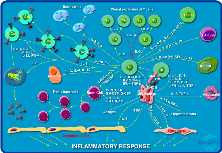 World of Biochemistry (blog about biochemistry): Metabolic map about ...