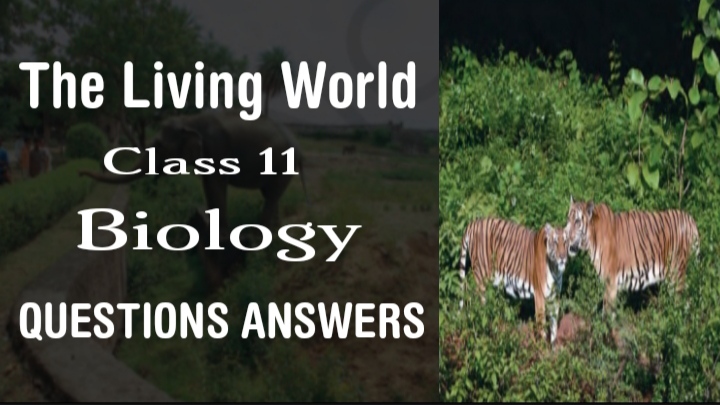 The Living World Class 11 Science Biology NCERT Solutions - edunation19