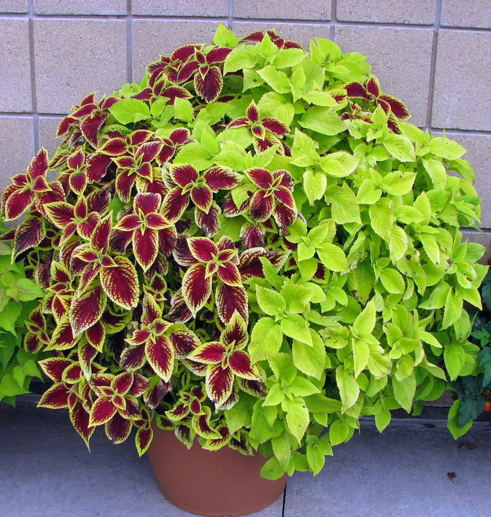 Coleus Arco-Íris Sortido