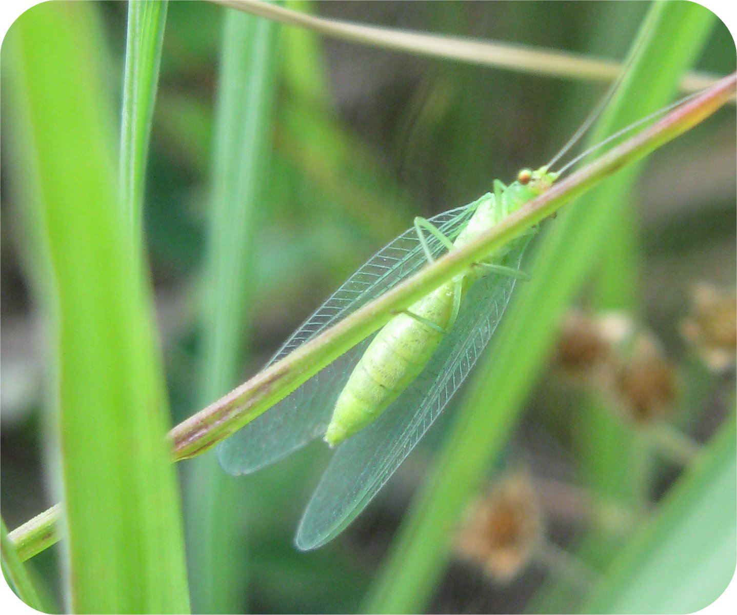 digimages: Fyra insekter