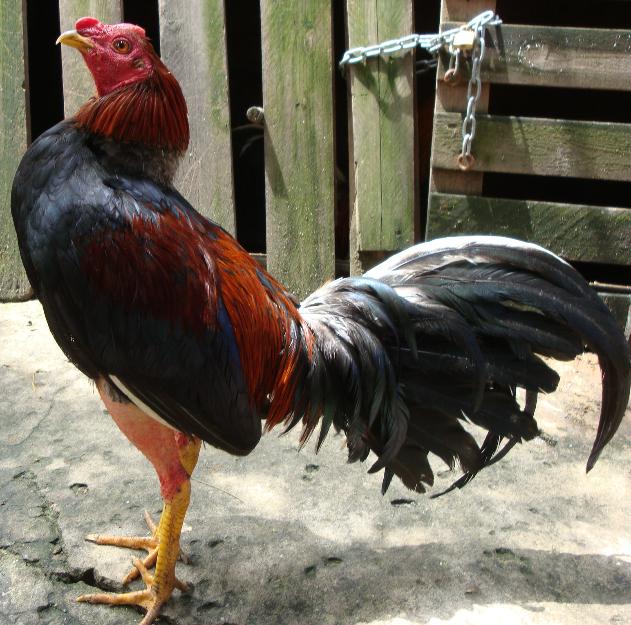 Gallo de combate en entrenamiento; saludando al sol
