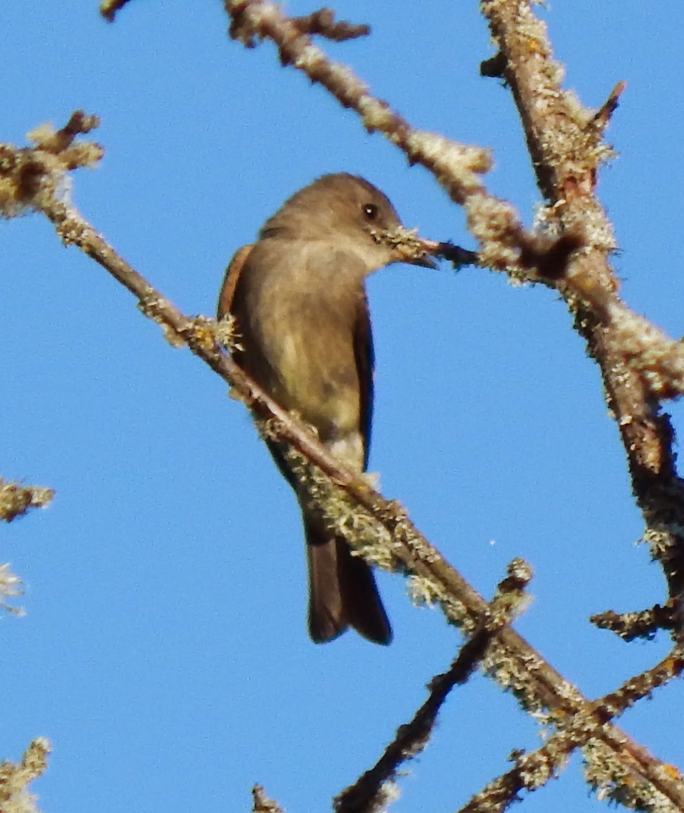 Birds: Western Wood Pewee?