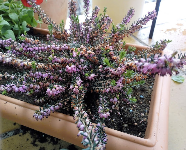 Biosfera vegetal.: Brezo rosado (Erica x darleyensis).