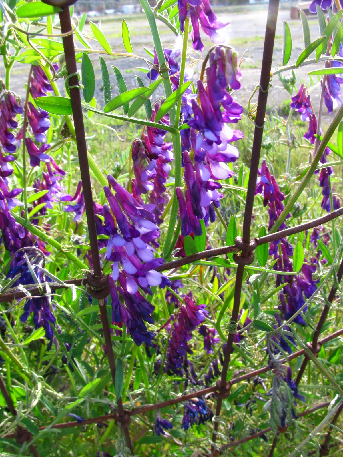 Exploring Wild California: Purple Vetch