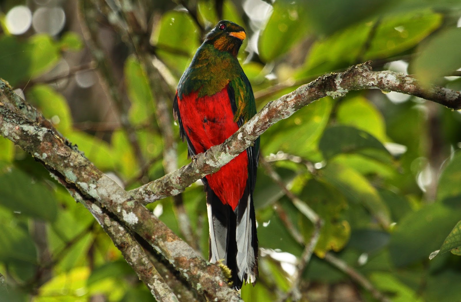 Nuestro bello mundo...: White-tipped Quetzal, male, Pharomachrus ...