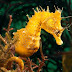 Amazing Seahorse - Seahorses Facts, Photos, Information, Habitats, News ...