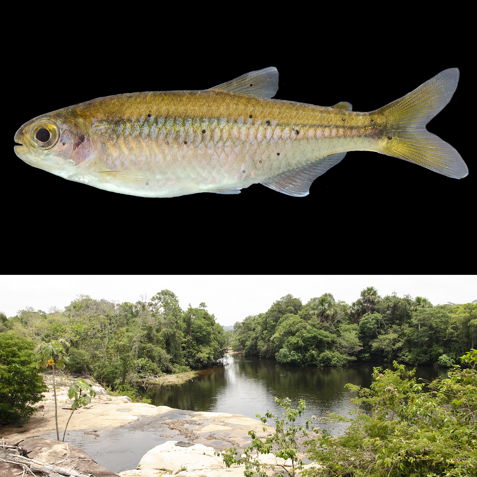 Species New to Science: [Ichthyology • 2019] Knodus nuptialis • A New ...