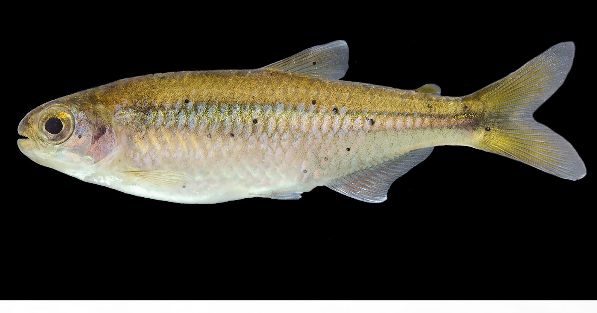 Species New to Science: [Ichthyology • 2019] Knodus nuptialis • A New ...