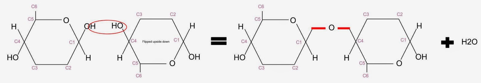 AS Biology: The structure of b-glucose as... b-glucose and the linking ...