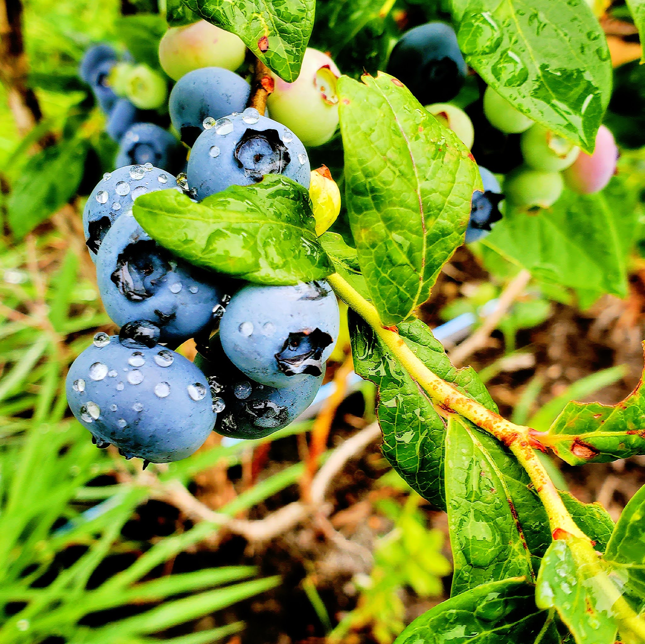 Life on Delmarva: Kingsley Orchards Blueberry Farm in Frankford, Delaware