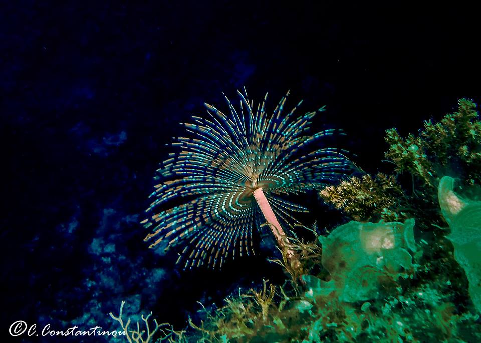 Biodiversity of Cyprus by NGO Protection of the Natural Heritage and ...