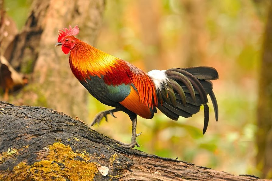Galos (Gallus gallus bankiva)