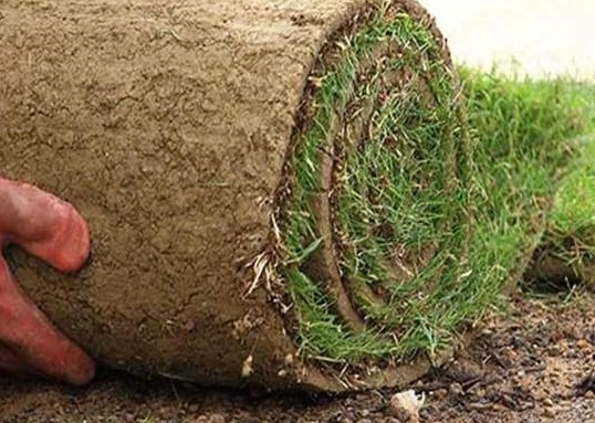 Bio Engineering: Grass Seeding & Turfing - ANILGAUTAM.COM.NP ...