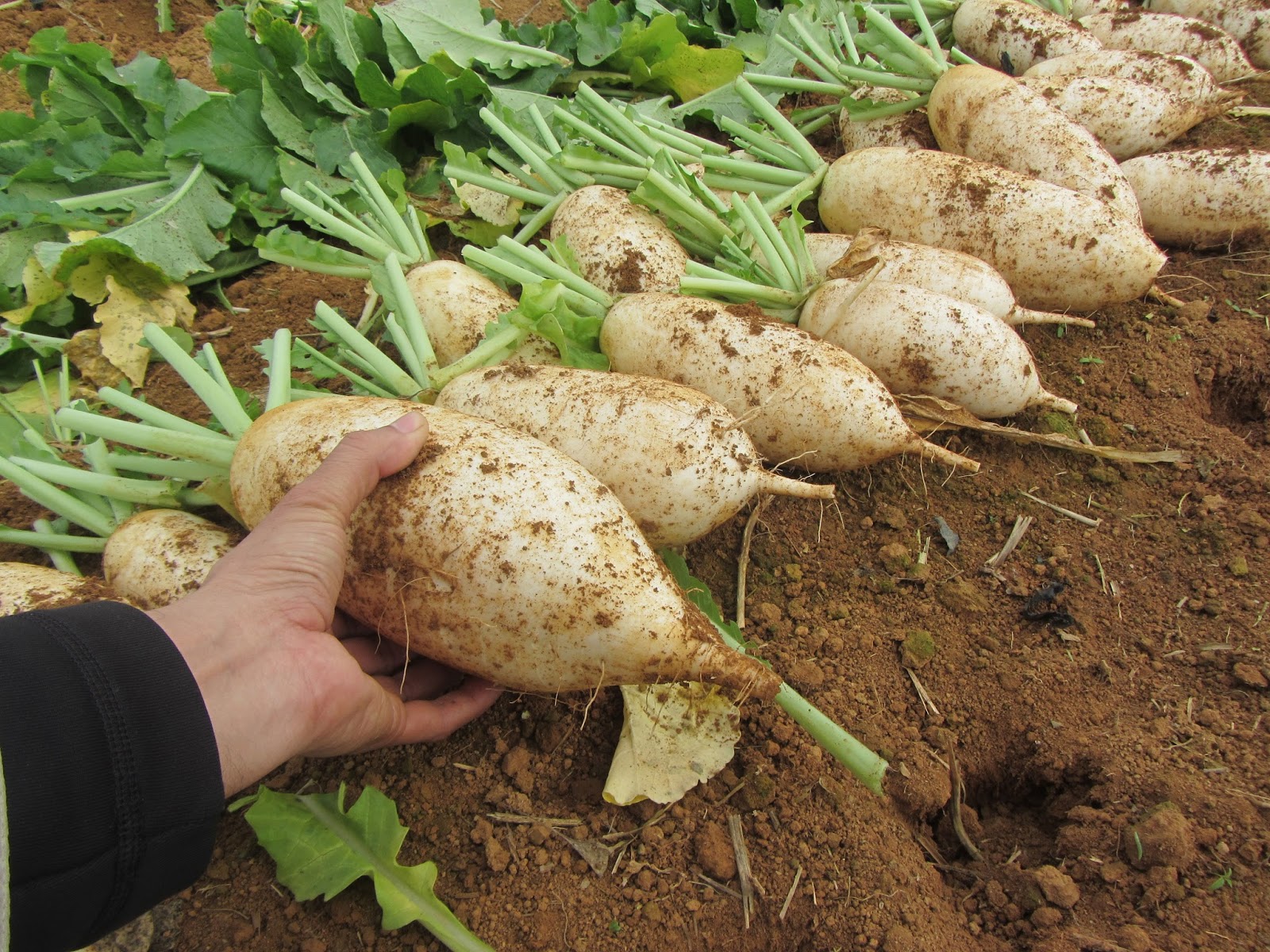 Estudiando Agricultura en Taiwán: Nabo (3) — cosecha