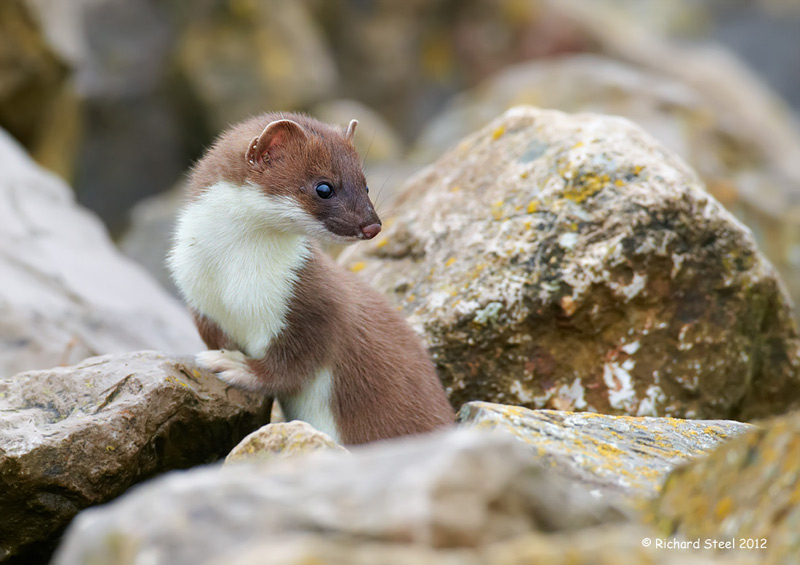 Wildlife Photographic Journals