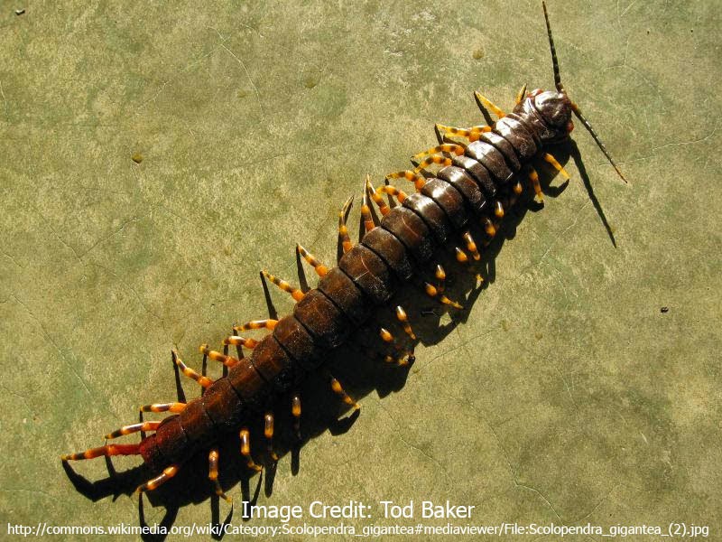 Amazonian Giant Centipede Eating Bat