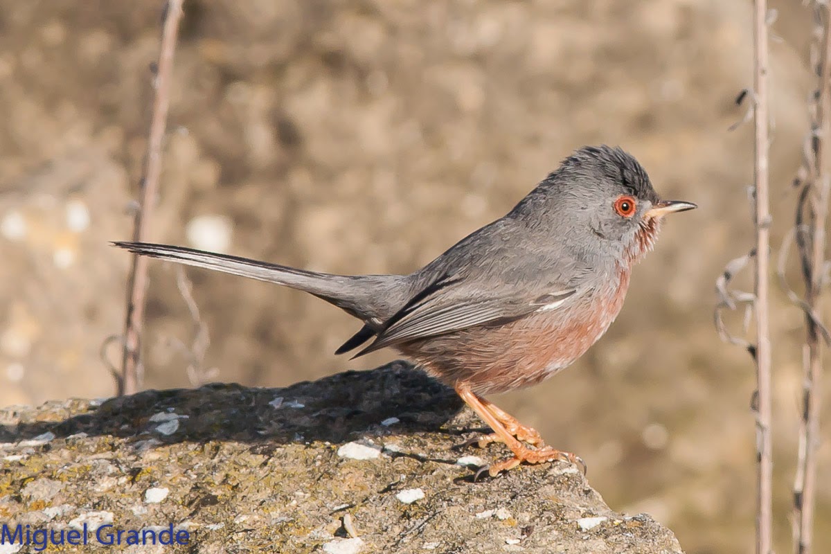 AVES DEL CIELO - BIRDS OF HEAVEN: Sylvia undata,Curruca rabilarga ...