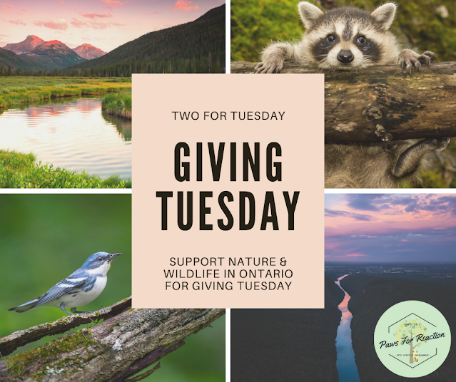 Giving Tuesday: Two things you can do to support Ontario nature and ...
