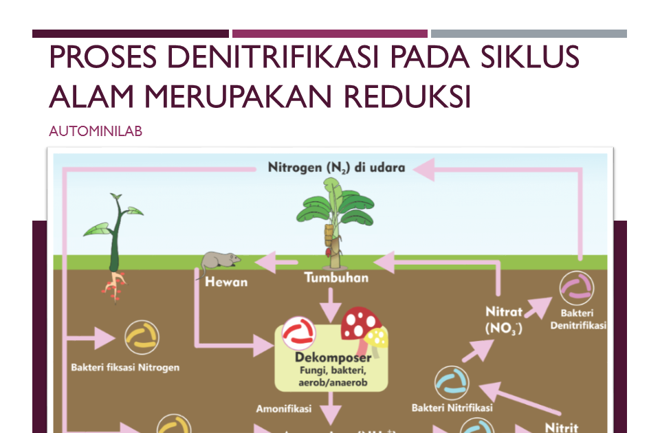 Proses denitrifikasi pada siklus alam Merupakan reduksi Nitrat