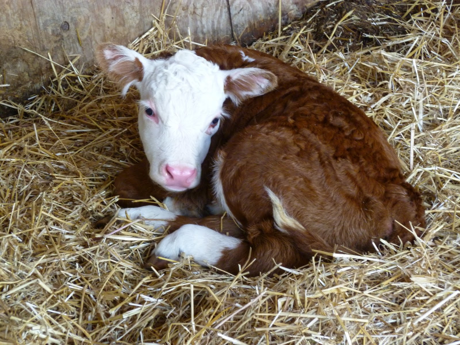 Middleground Miniature Herefords: Meet the Newest and Last Miniature ...