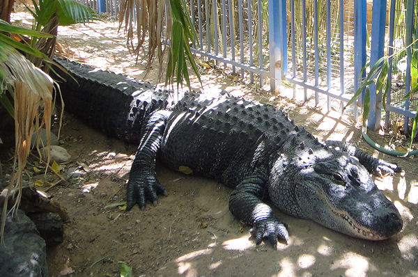 Left Field Wander: The Las Vegas Zoo