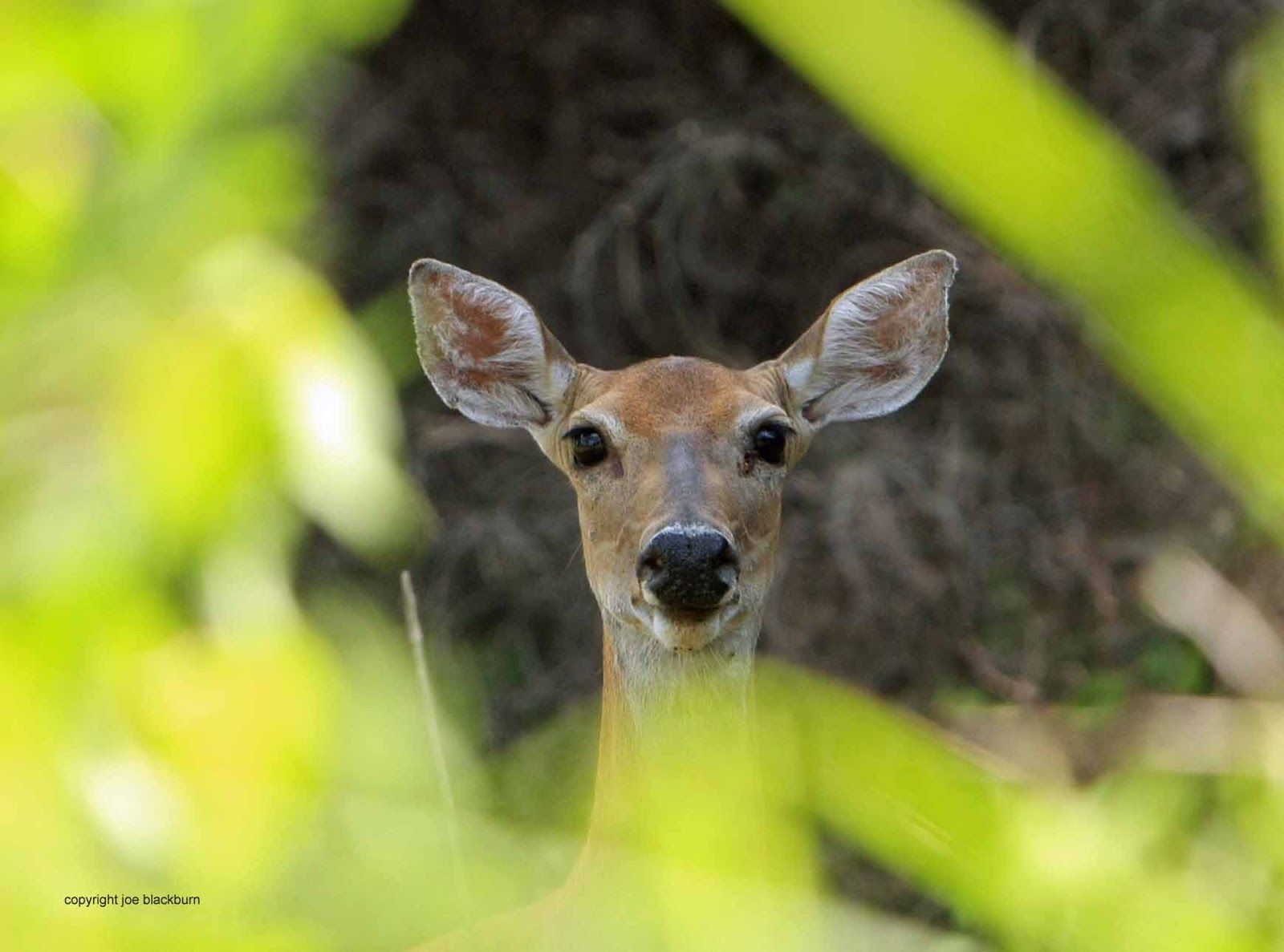 Friends of Hagerman National Wildlife Refuge: Deer at Hagerman NWR