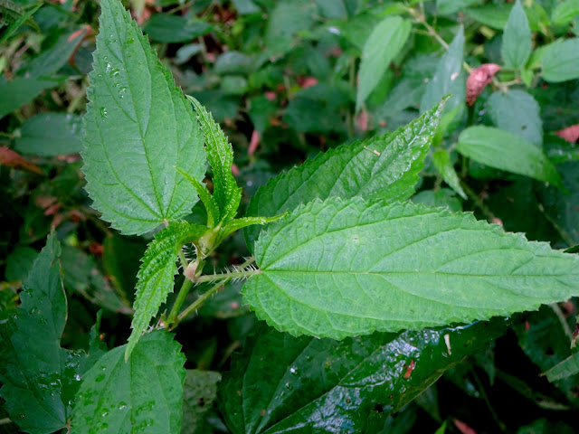 Himalayan Nettle Breakfast Bread (Vegan) | Ambrosia