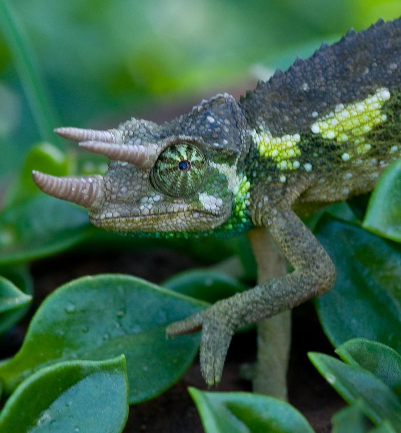 The Reference Reference: Chameleon I