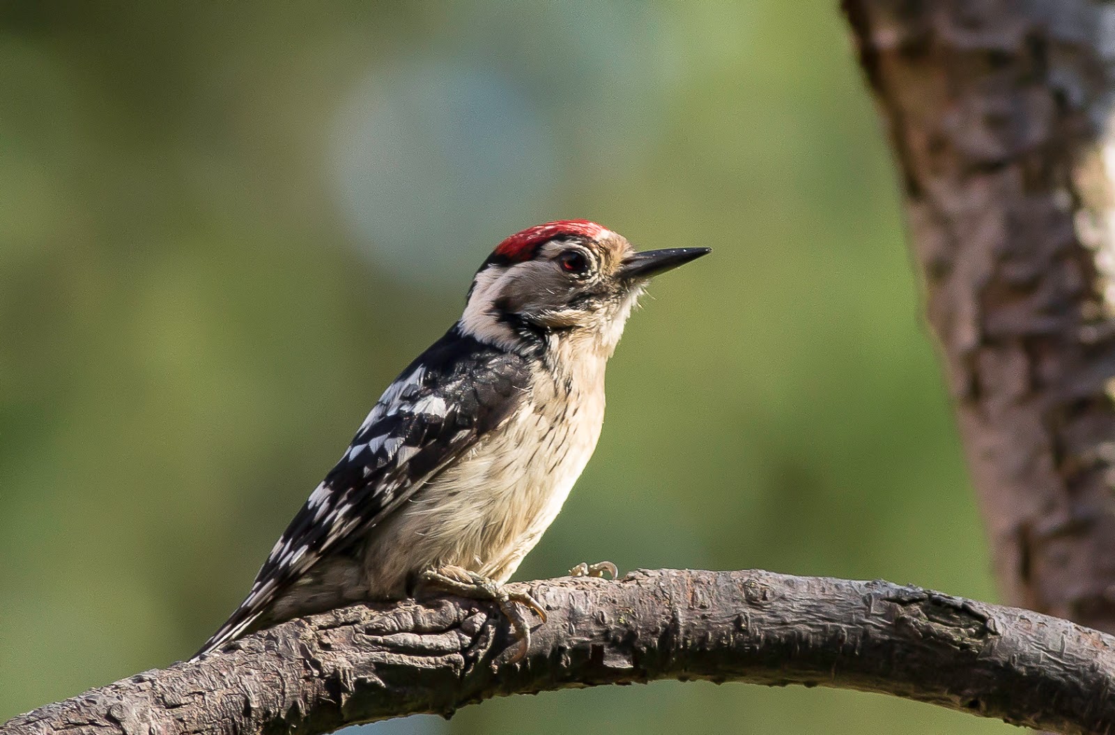 Cock of the Rock: Lesser Spotted Woodpeckers