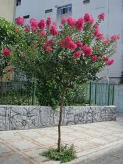 floraonline: Árvores exóticas