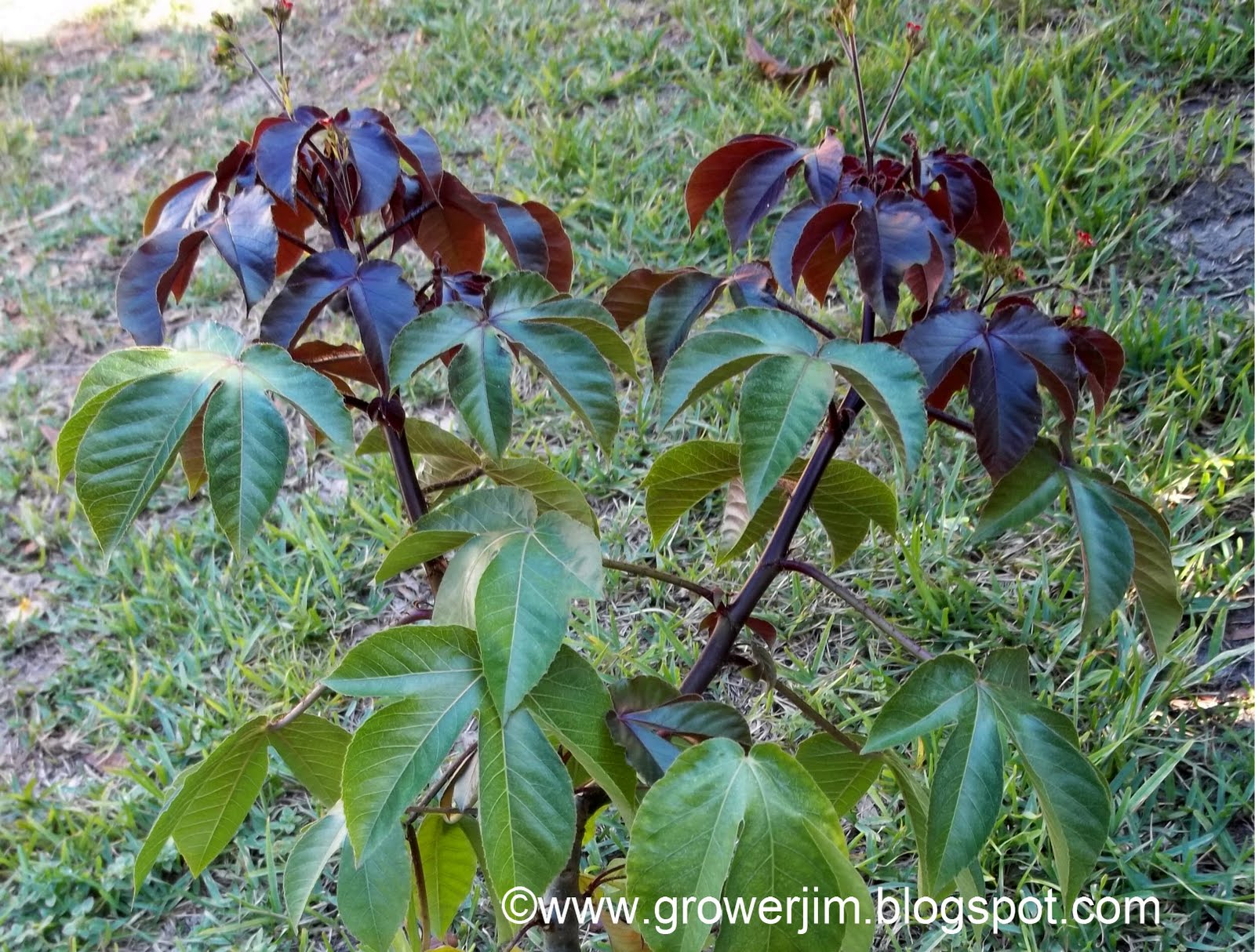 Jatropha gossypiifolia - Alchetron, The Free Social Encyclopedia