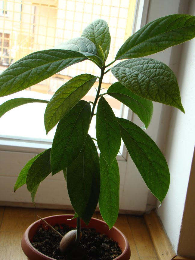 Zielona Chata: Awokado hodowane z pestki