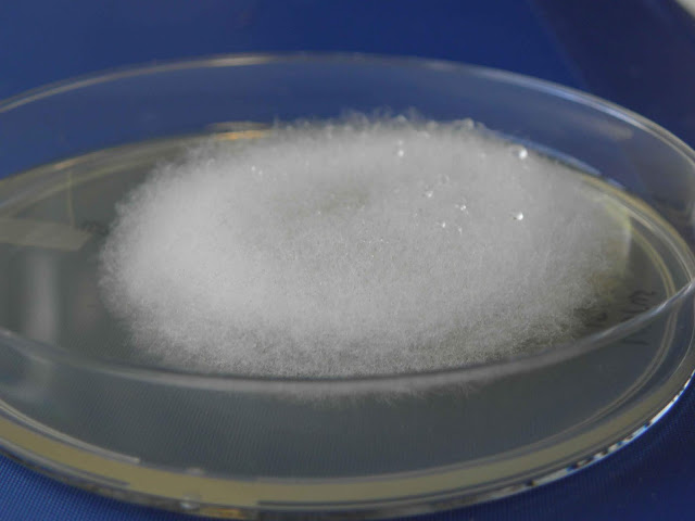 ATLAS MICOLOGIA: SYNCEPHALASTRUM RACEMOSUM