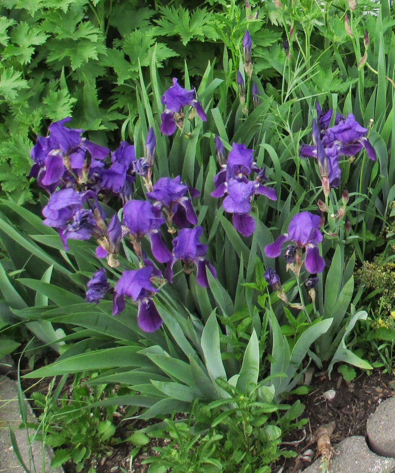 Garden Fancy: The Iris Moment