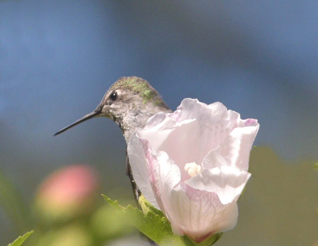 Shoreline Area News: Hummingbird ball
