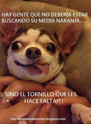 TORO BOLAS ~ ANIMALANDIA HUMOR