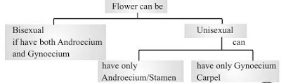 Notes of Ch 5 Morphology in Flowering Plants| Class 11th Biology