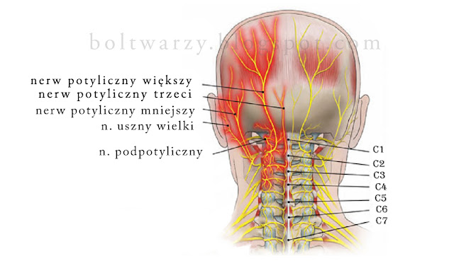 Neuralgie i neuropatie twarzy: O chorobie