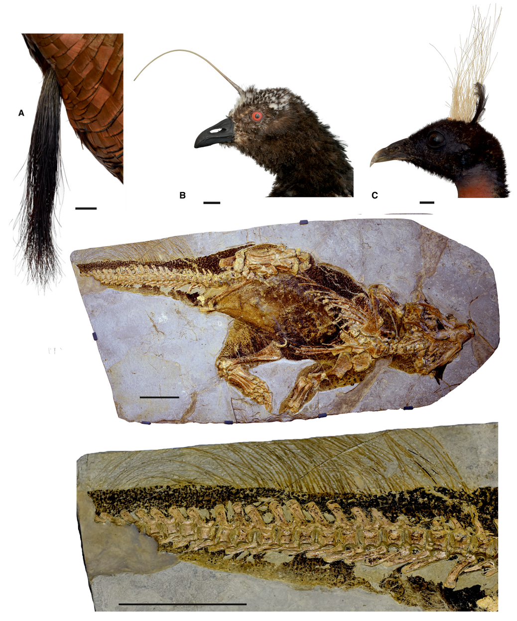 Psittacosaurus Feathers