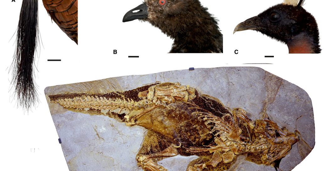 Species New to Science: [Paleontology • 2016] Structure and Homology of ...