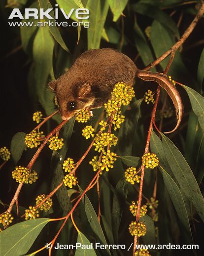 Mamíferos y marsupiales mammals of the earth: Acróbata pigmeo ...