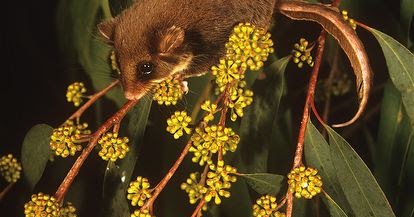 Mamíferos y marsupiales mammals of the earth: Acróbata pigmeo ...