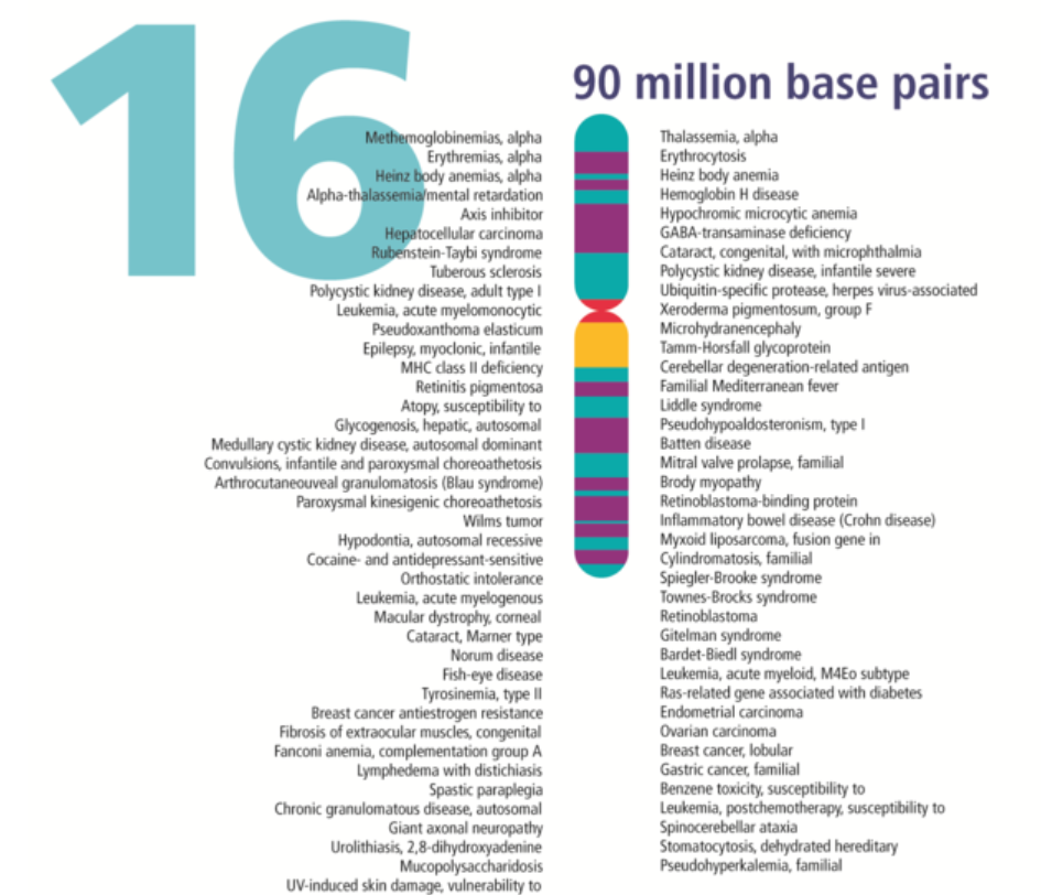 Alleles-Examples-Basic Genetics | MooMooMath and Science