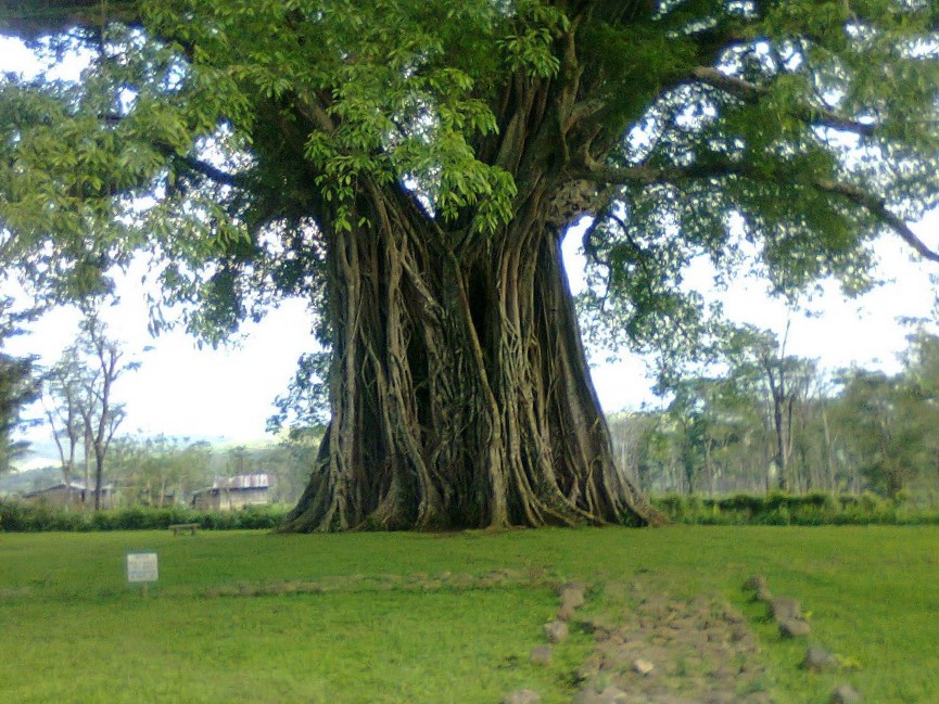 Photography with Dr. Ernie.: Canlaon City's famous Lunok Millenium tree