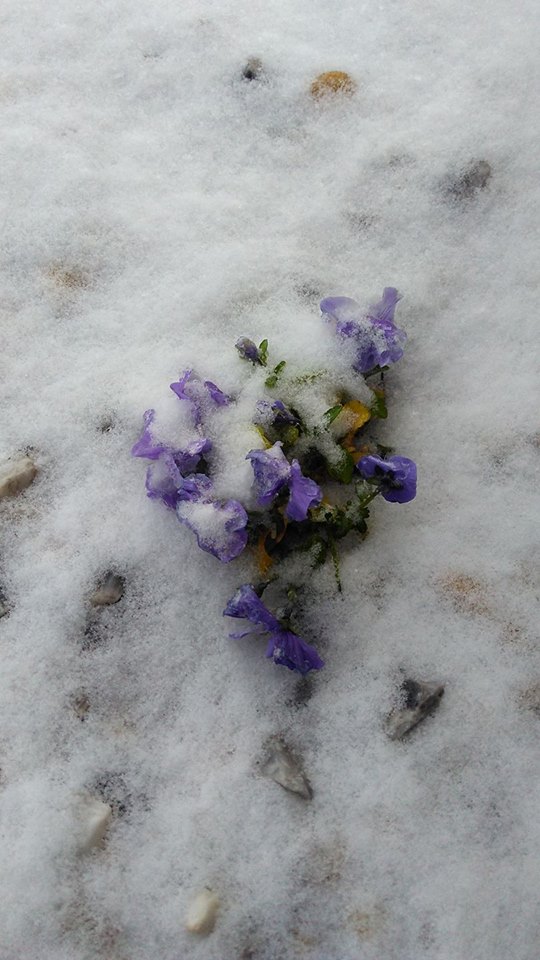 Finding Joy in the Journey: An early Spring in Virginia