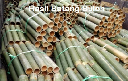 Anim Agro Technology: TANAM BULUH - APA MEDIA KATA