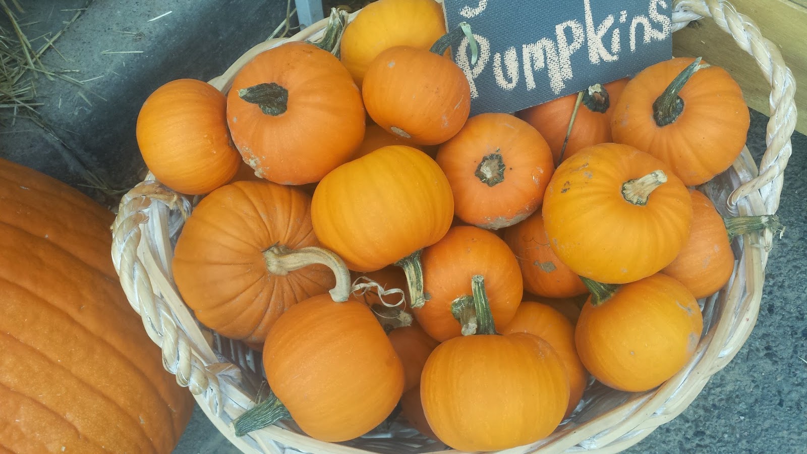 CO-Horts: The Glory of Pumpkins