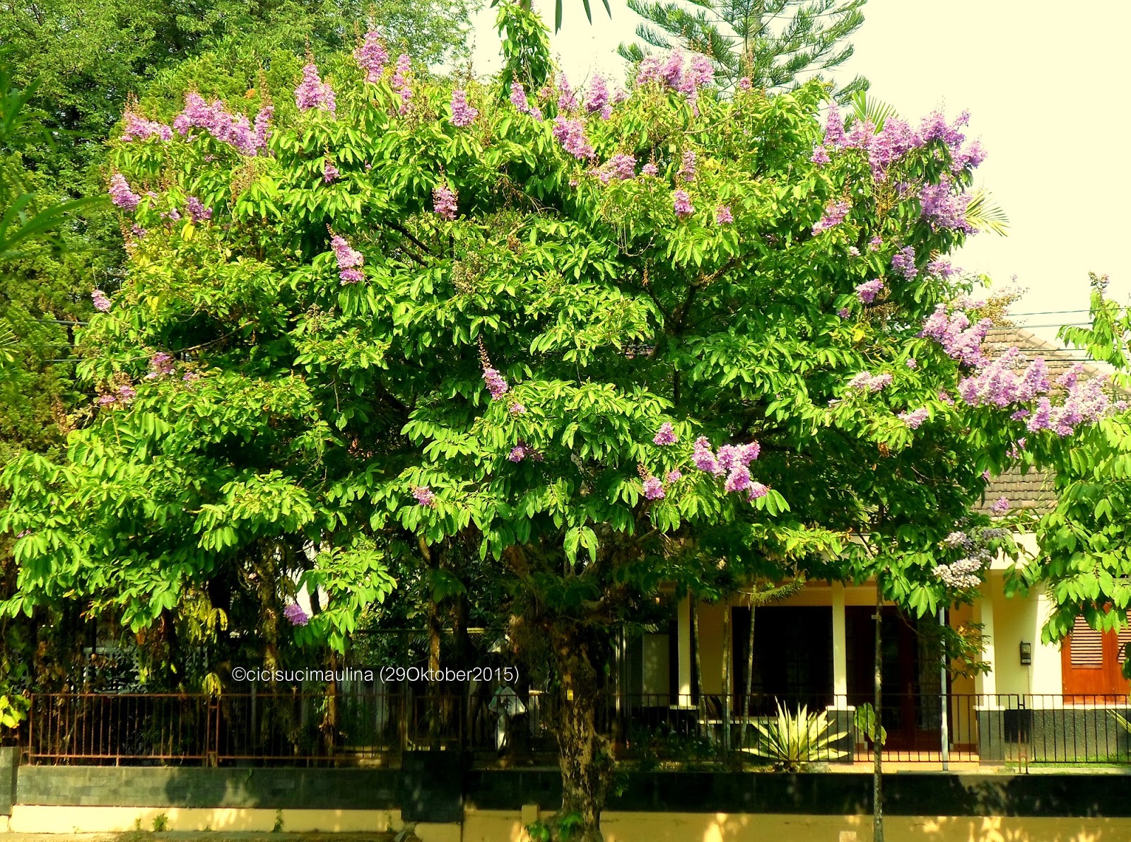 16 Tanaman Ini Khas Jogja Banget!