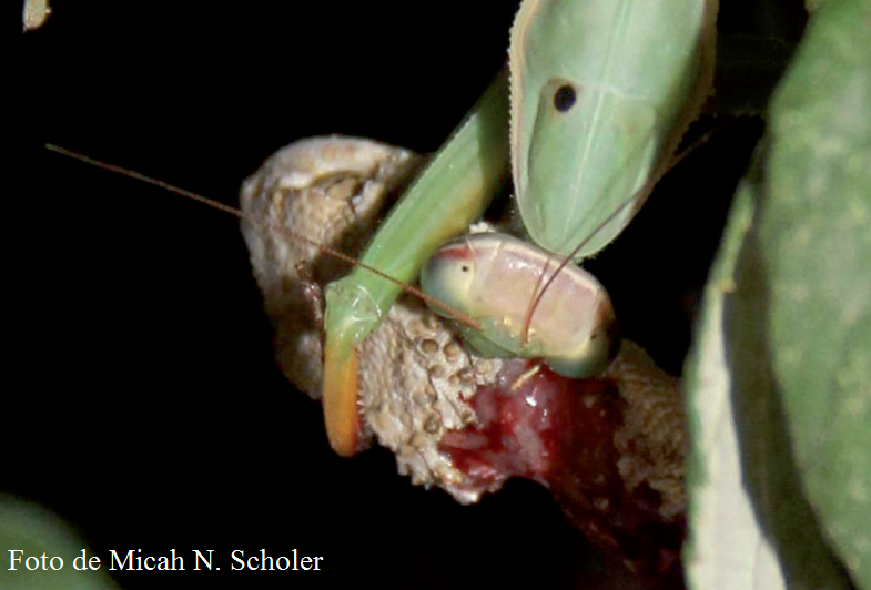 UM DIA DE CAMPO: Insetos predadores de répteis